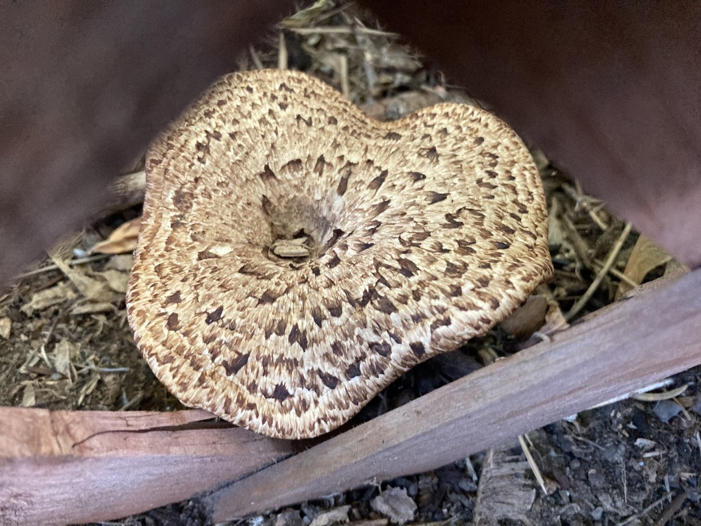 shingled hedgehog from South Ave W, Missoula, MT, US on July 14, 2022 ...
