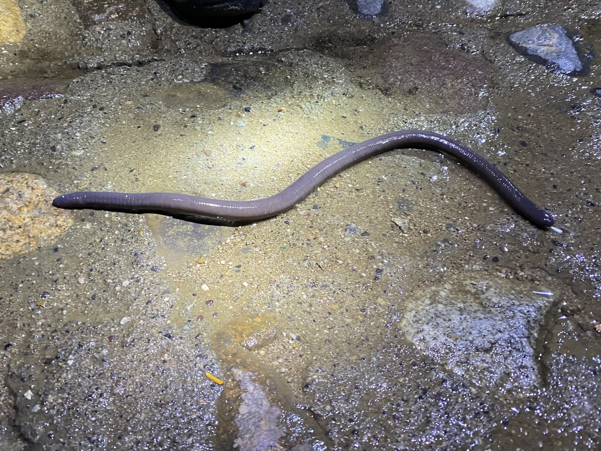 Dermophis oaxacae (Mertens, 1930)