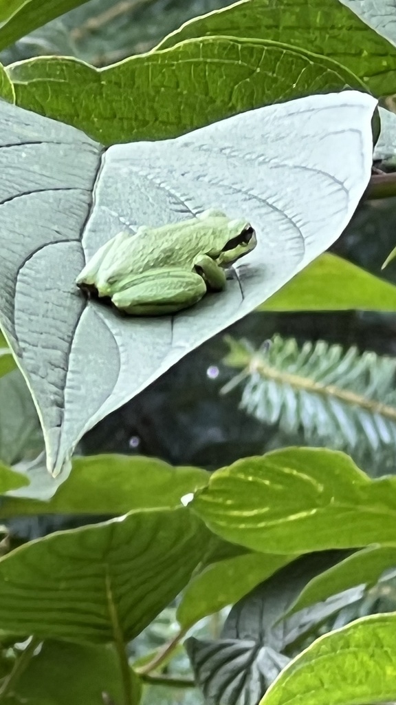 Northern Pacific Tree Frog from Billy Frank Jr. Nisqually National ...
