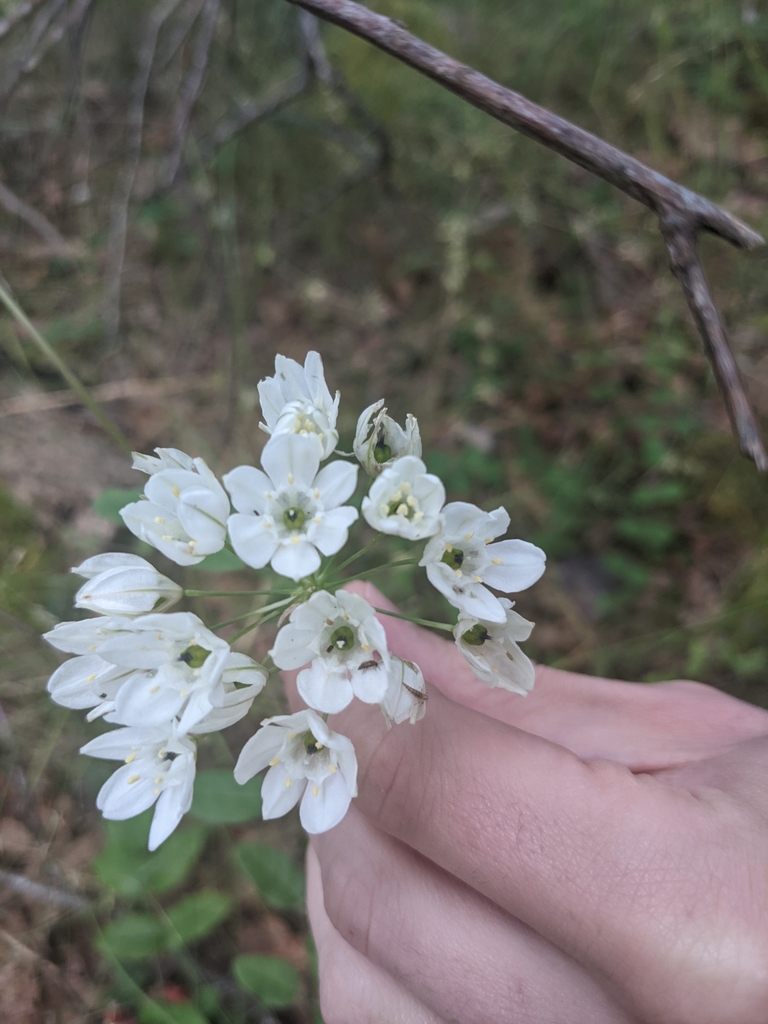 white brodiaea from Nanoose Bay, BC V9P 9G9, Canada on July 08, 2022 at ...