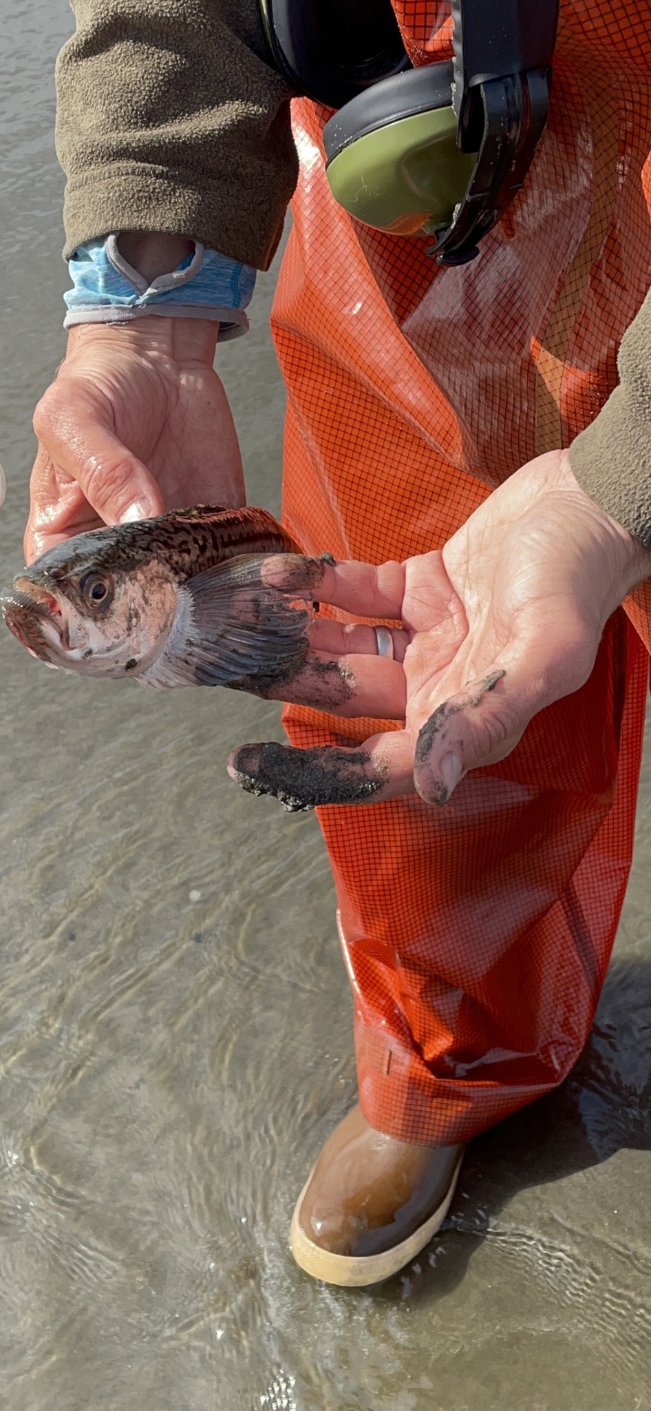 Trichodon trichodon (Tilesius, 1813)