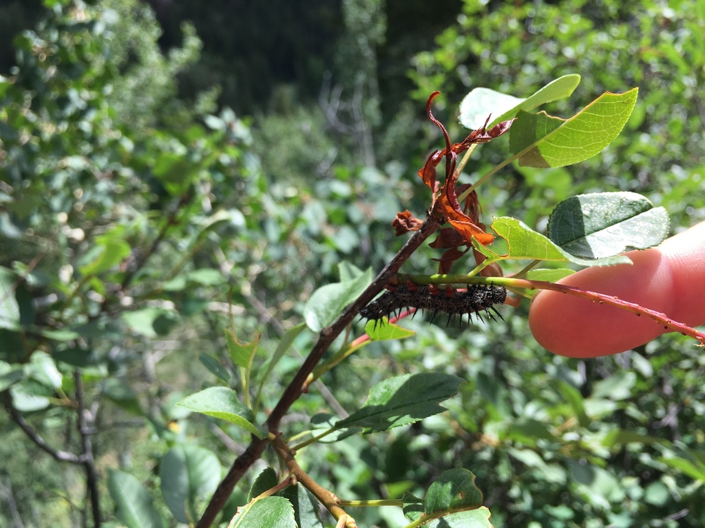 Mourning Cloak from White River National Forest, Vail, CO, US on July ...