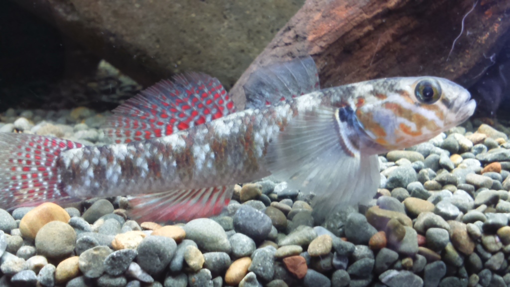 Redfin Bully (Threatened Species recorded in Waipa District, New ...