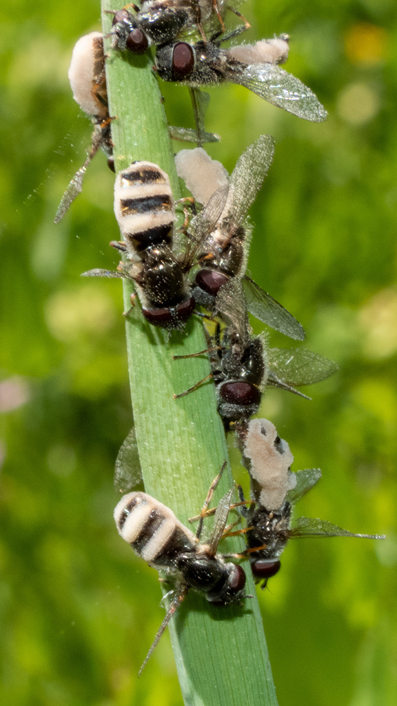 Hover Flies from Holland Meadows, Lane County, OR, USA on July 14, 2022 ...