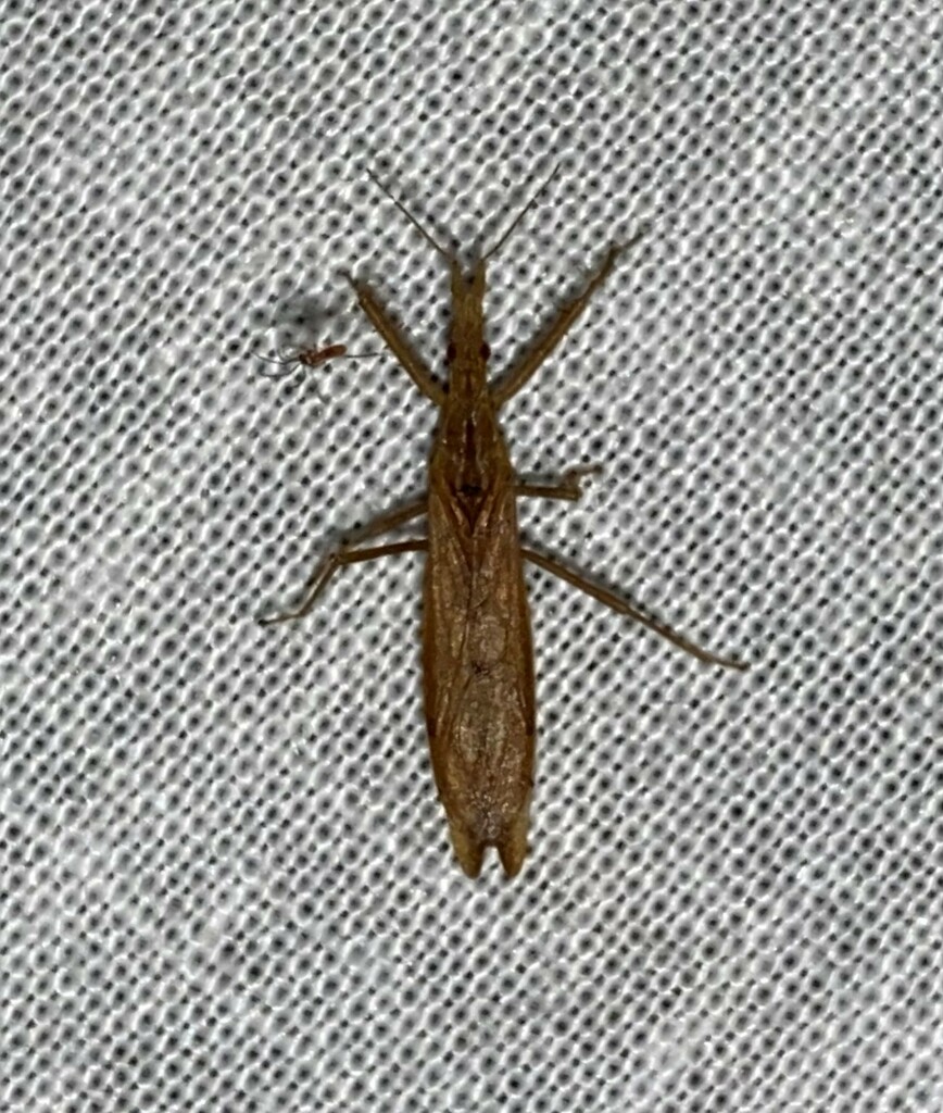 Pnirontis from Goose Shoals, Lauderdale County, AL, USA on June 02 ...