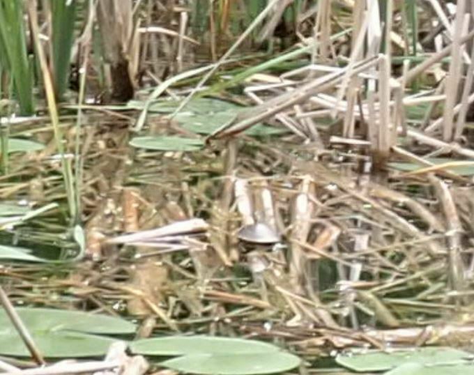 Painted Turtle from Hubbard County, MN, USA on July 14, 2022 at 10:57 ...