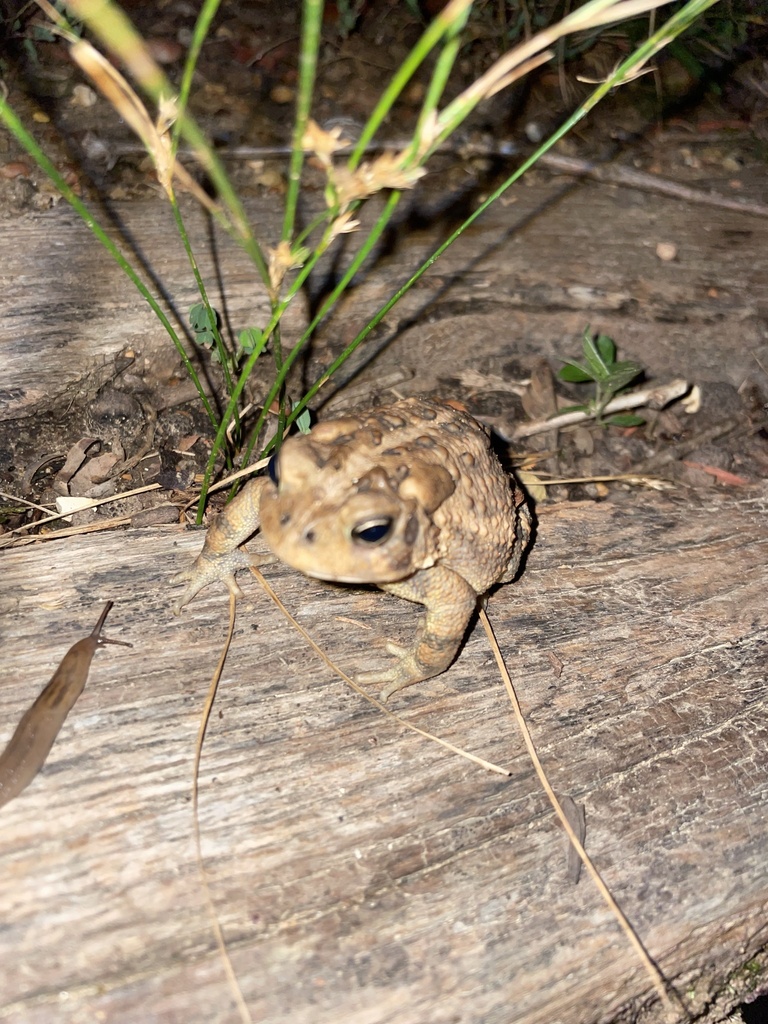 Southern Toad from Redwood Cir, Hamilton, AL, US on July 14, 2022 at 10 ...