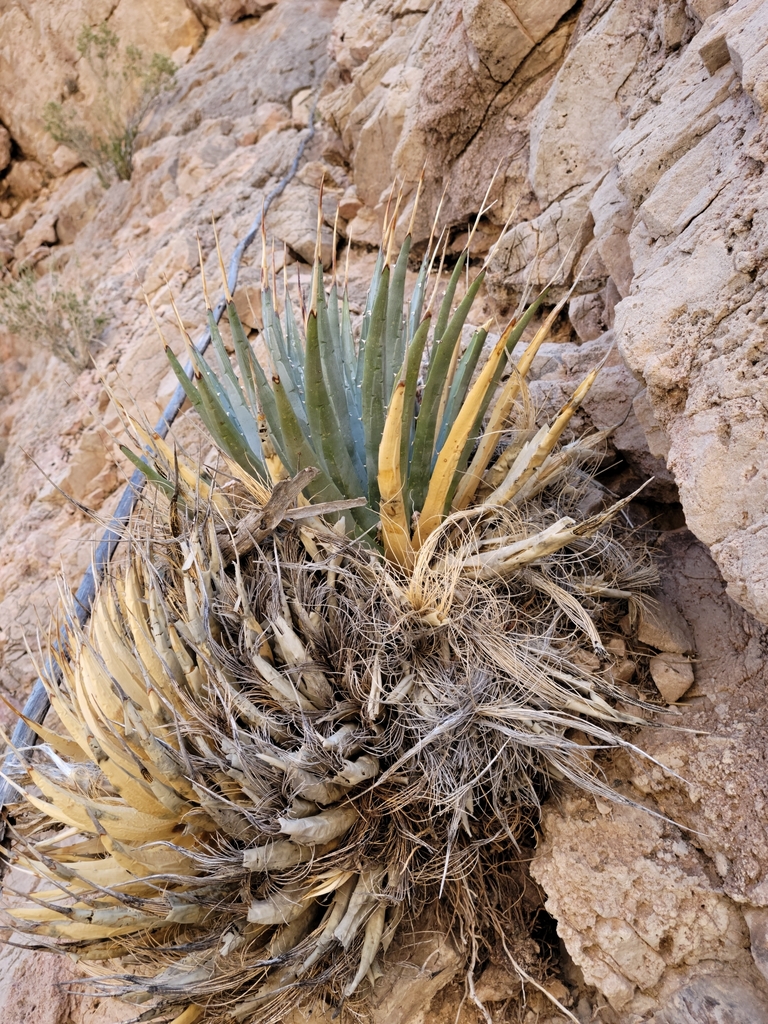 Utah Agave in March 2022 by Andrew Hebert · iNaturalist