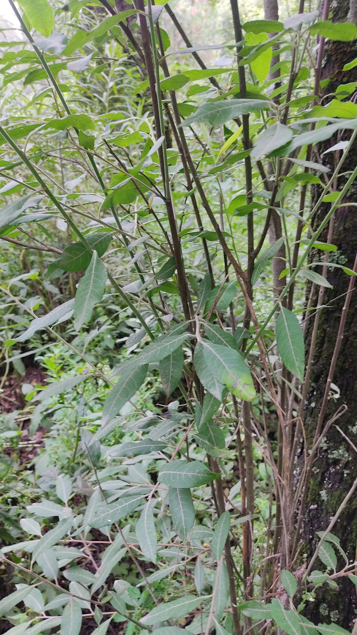 Salix paradoxa Kunth