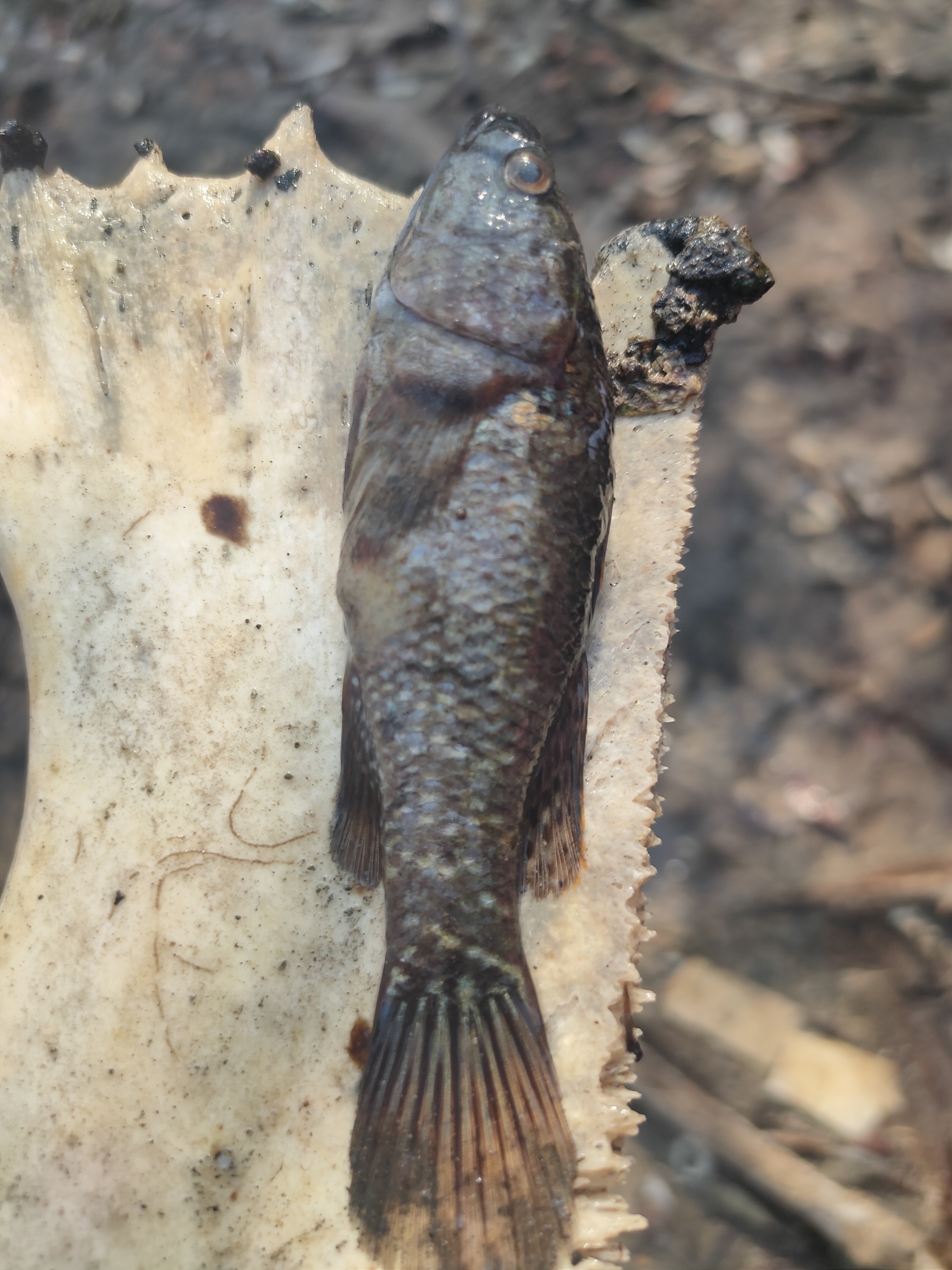 Dormitator latifrons (Richardson, 1844)