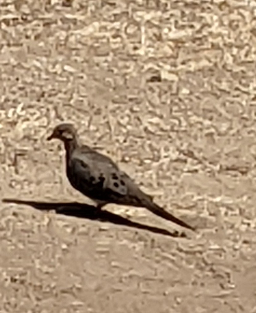 Mourning Dove from Avalon Canyon Rd at Joe Machado Field, Avalon, CA ...
