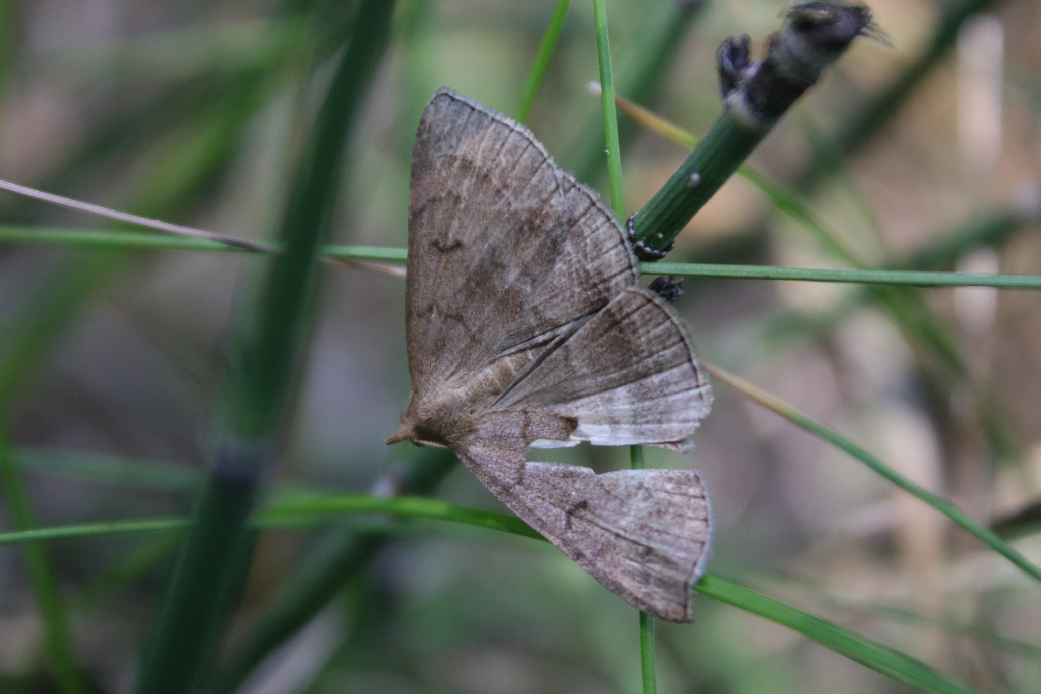 Zanclognatha lunalis (Scopoli, 1763)