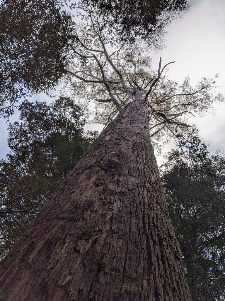 eucalyptus from Loongana TAS 7315, Australia on July 12, 2022 at 11:37 ...