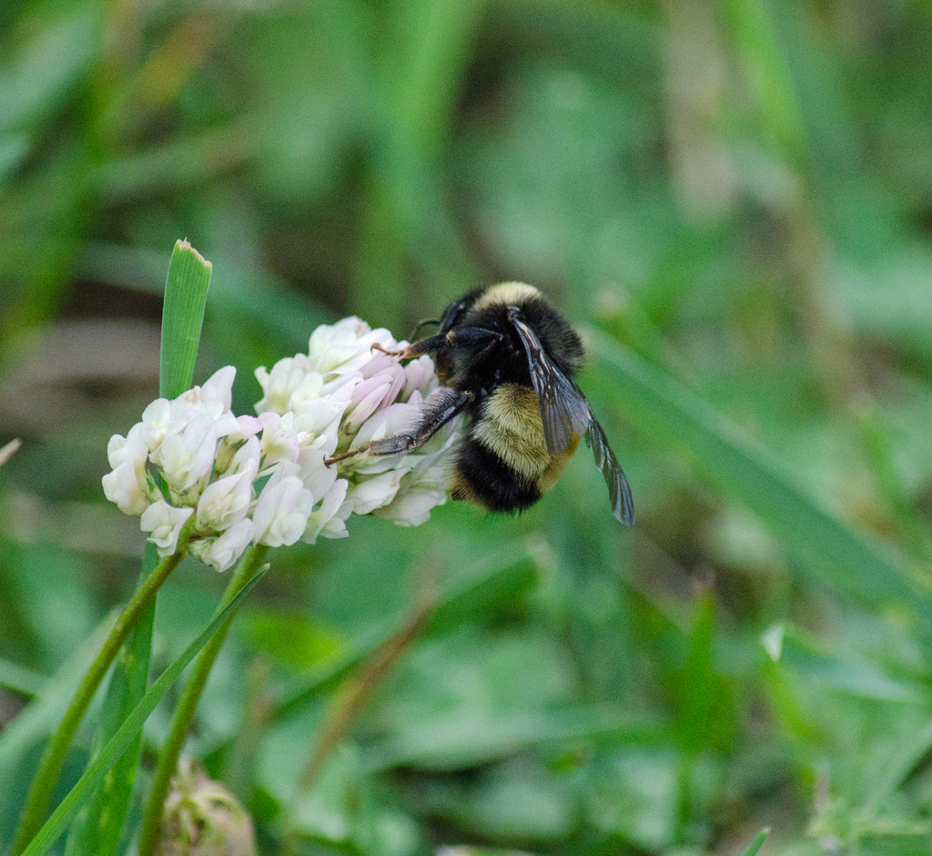 Yellow-banded Bumble Bee from Pine County, MN, USA on July 13, 2018 at ...