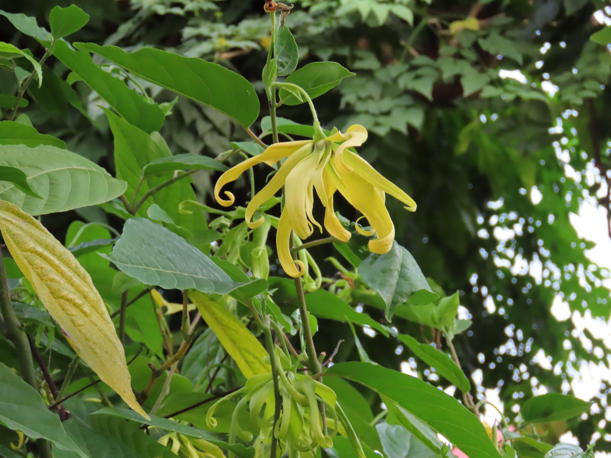 Cananga (DC.) Hook.f. & Thomson