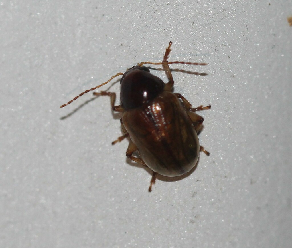 Metachroma ustum from South Side, Corpus Christi, TX, USA on July 14 ...