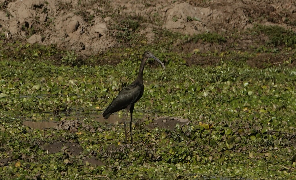 Glossy Ibis from Mana Pools on July 8, 2022 at 02:39 PM by Doug ...