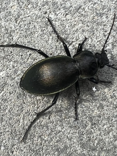 Carabus rothi · NaturaLista Colombia