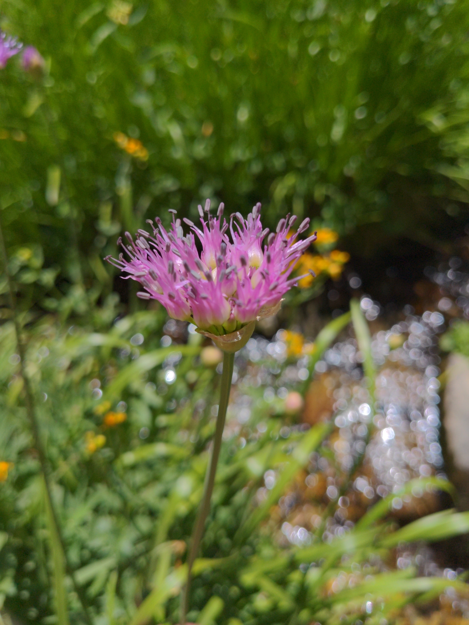 Allium validum S.Watson