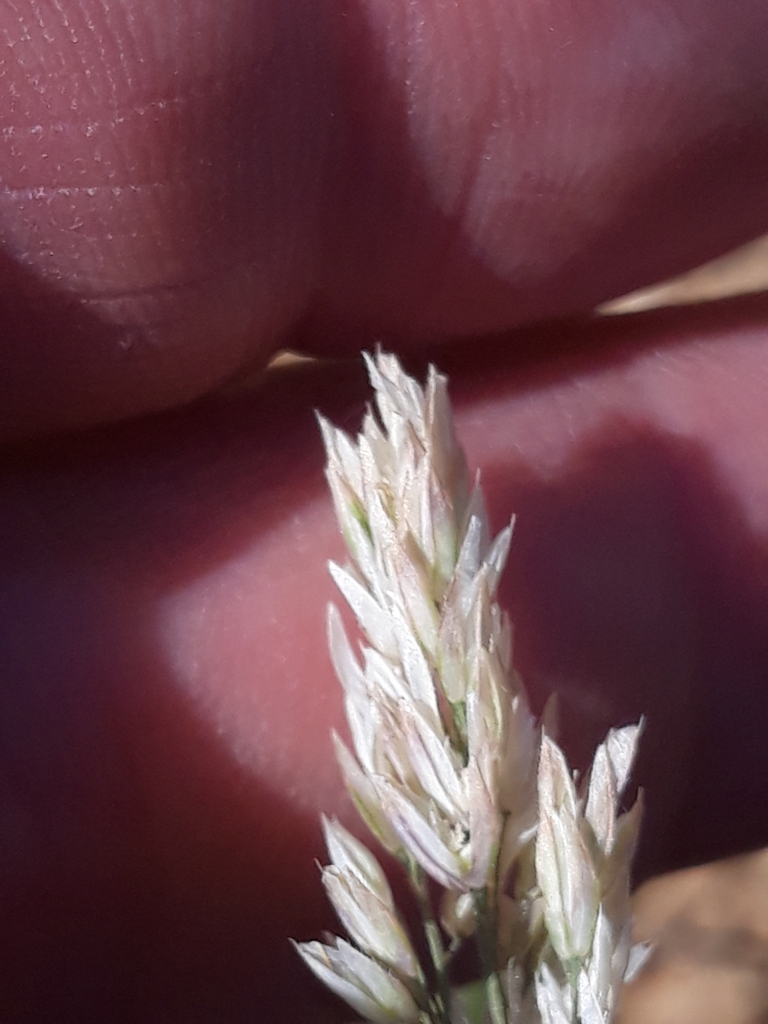 Poeae from Meurthe-et-Moselle, Lorraine, FR on July 14, 2022 at 05:06 ...