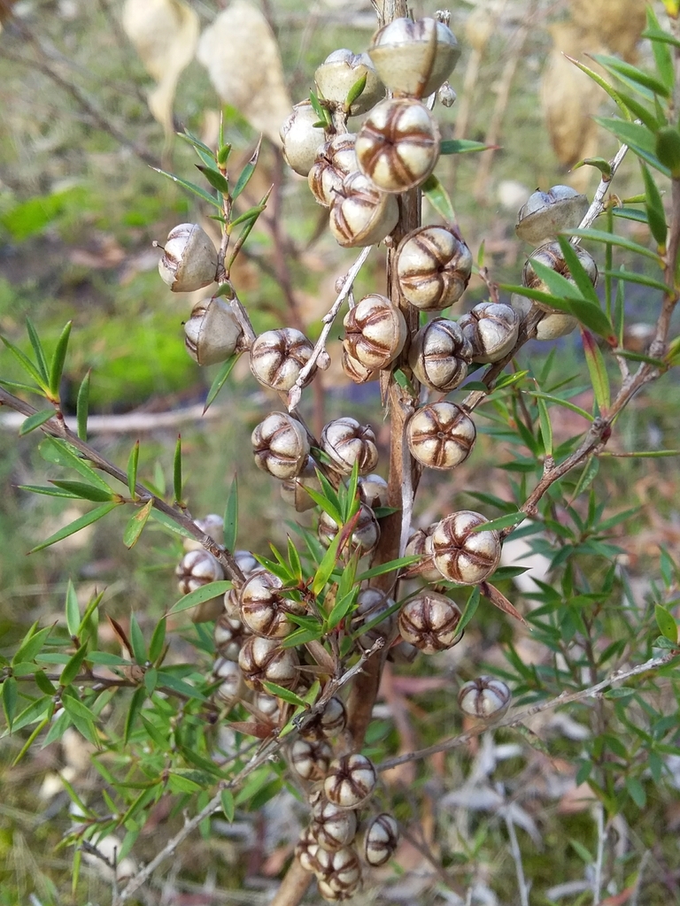 prickly tea-tree from Cherry Gardens SA 5157, Australia on July 15 ...
