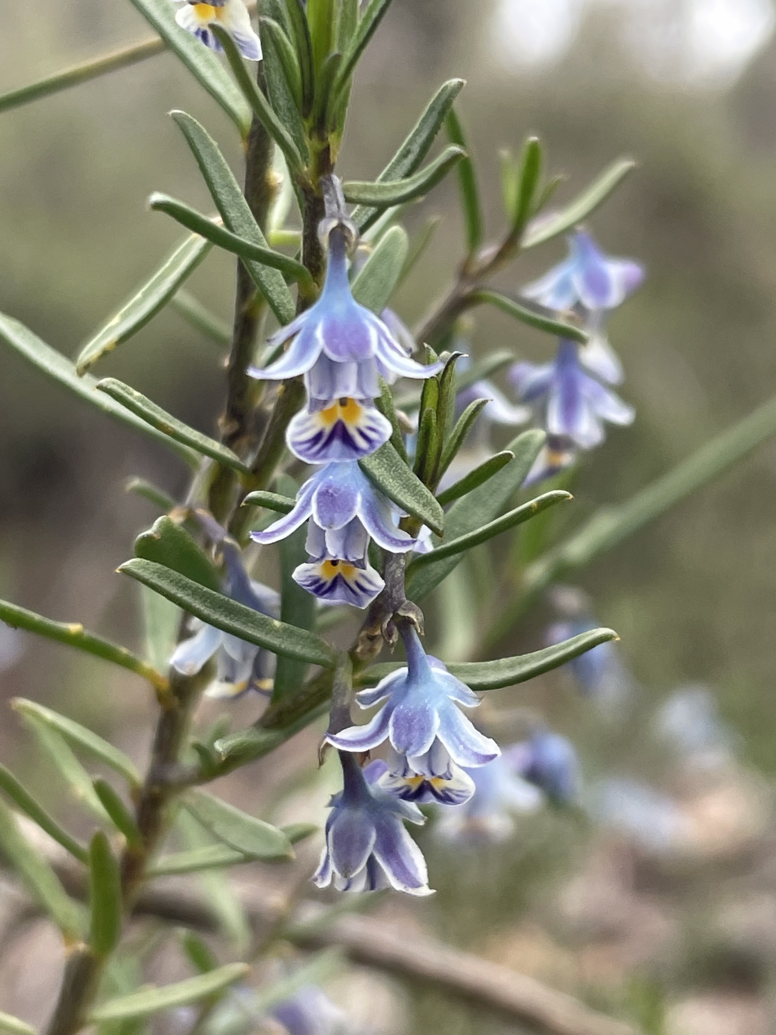 Pigea floribunda (Lindl.) Lindl.