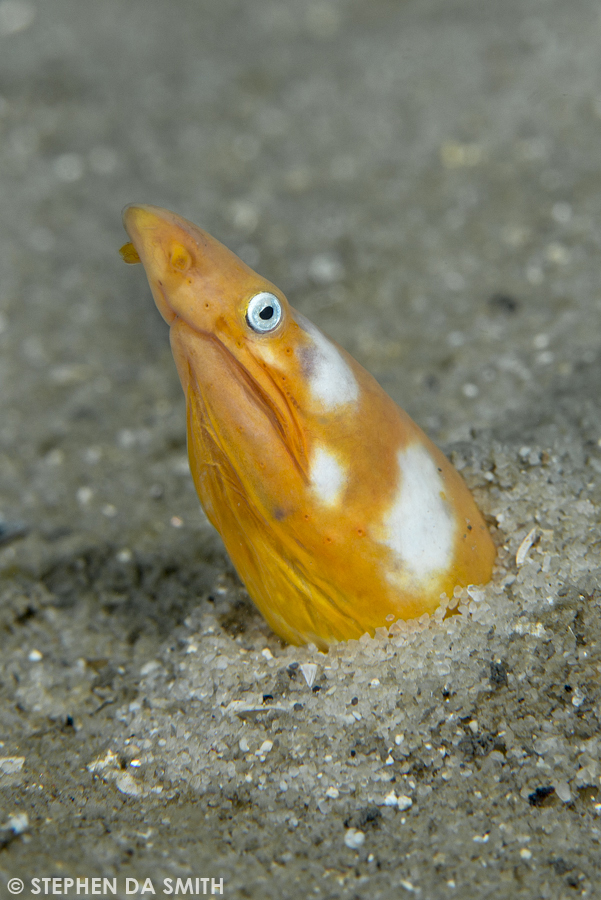 Snake Eels (Ophichthidae) - Marine Life Identification