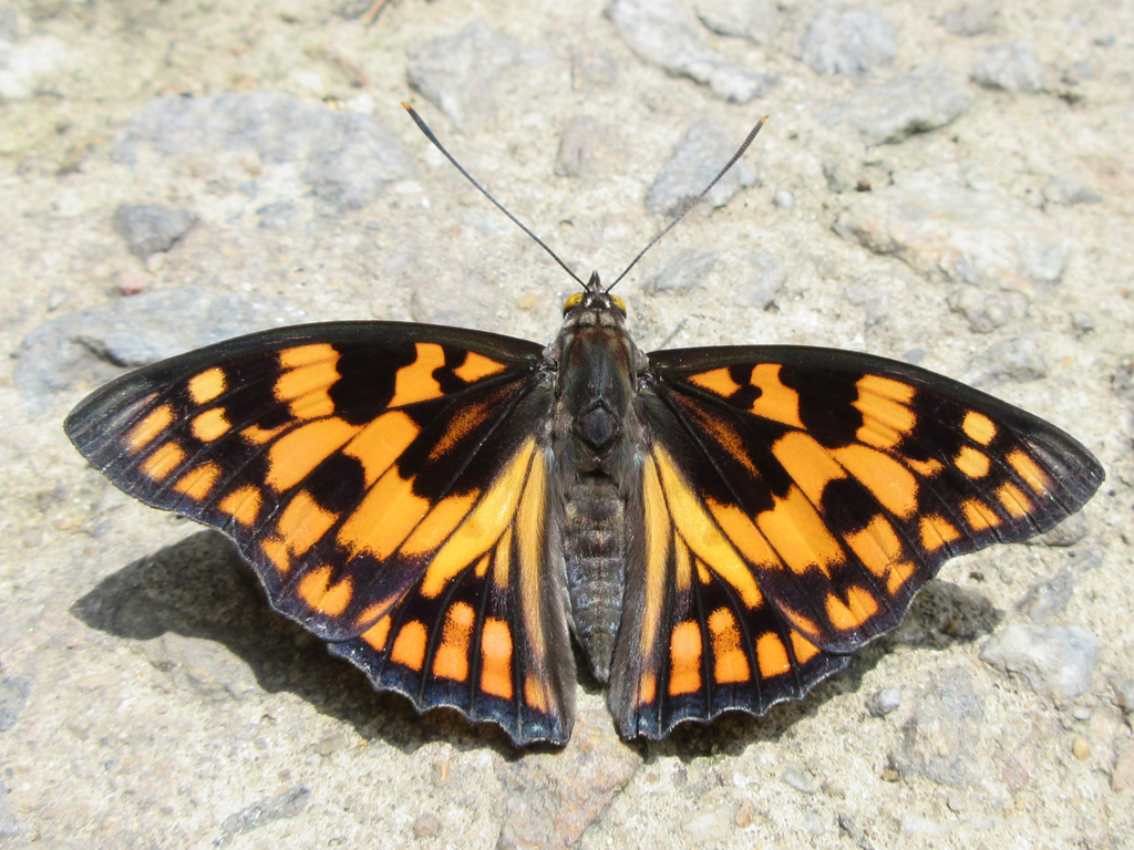 Sephisa princeps from 대한민국 충청남도 천안시 동남구 on July 15, 2022 by onidiras ...