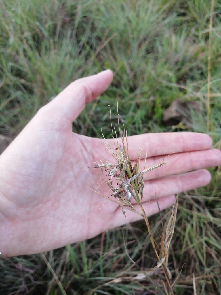 Narrowleaf Turpentine Grass from Amajuba, South Africa on February 08 ...