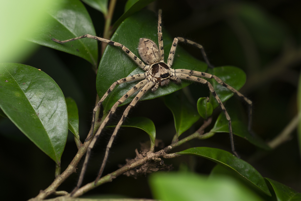 Pantropical Huntsman Spider in July 2022 by Lawrence Hylton · iNaturalist