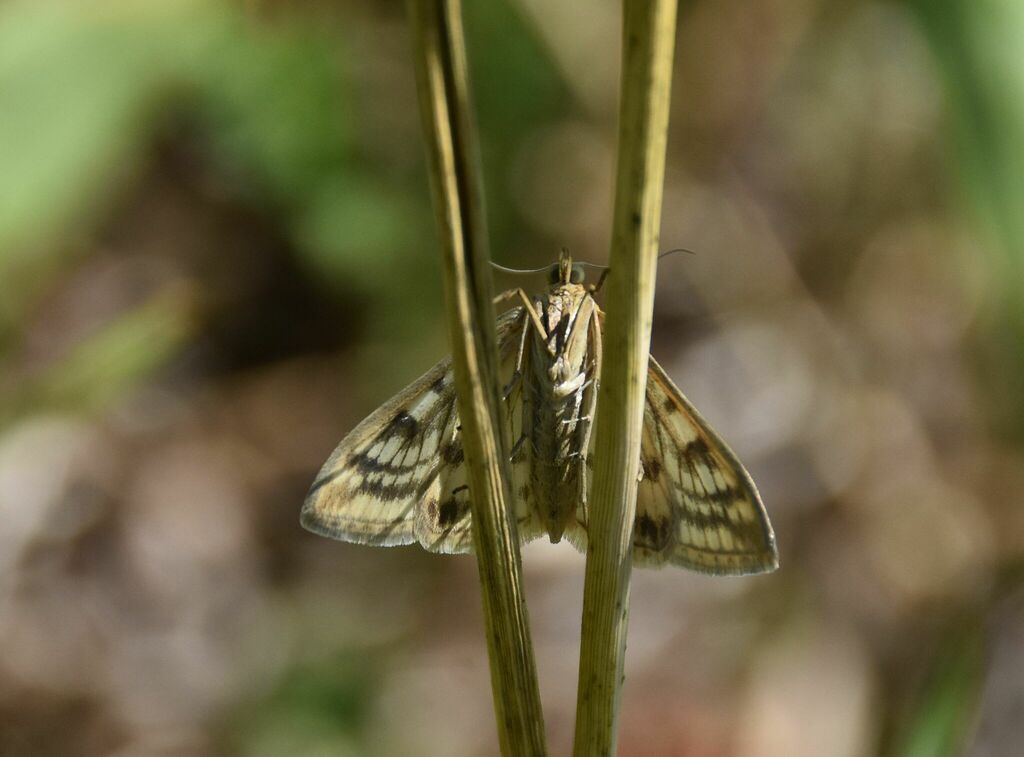 Lesser Pearl from Орехово-Зуевский р-н, Московская обл., Россия on July ...