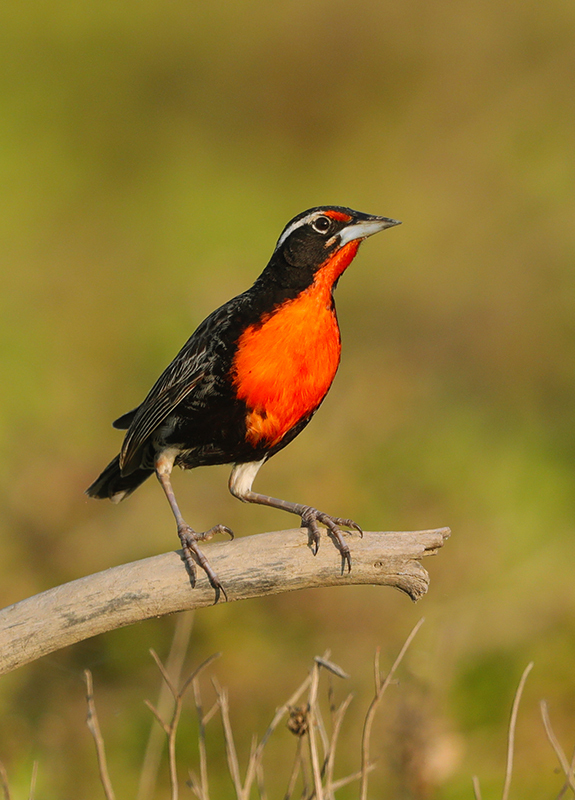 Peruvian Meadowlark from Santa Cruz Province, Перу on December 30, 2018 ...