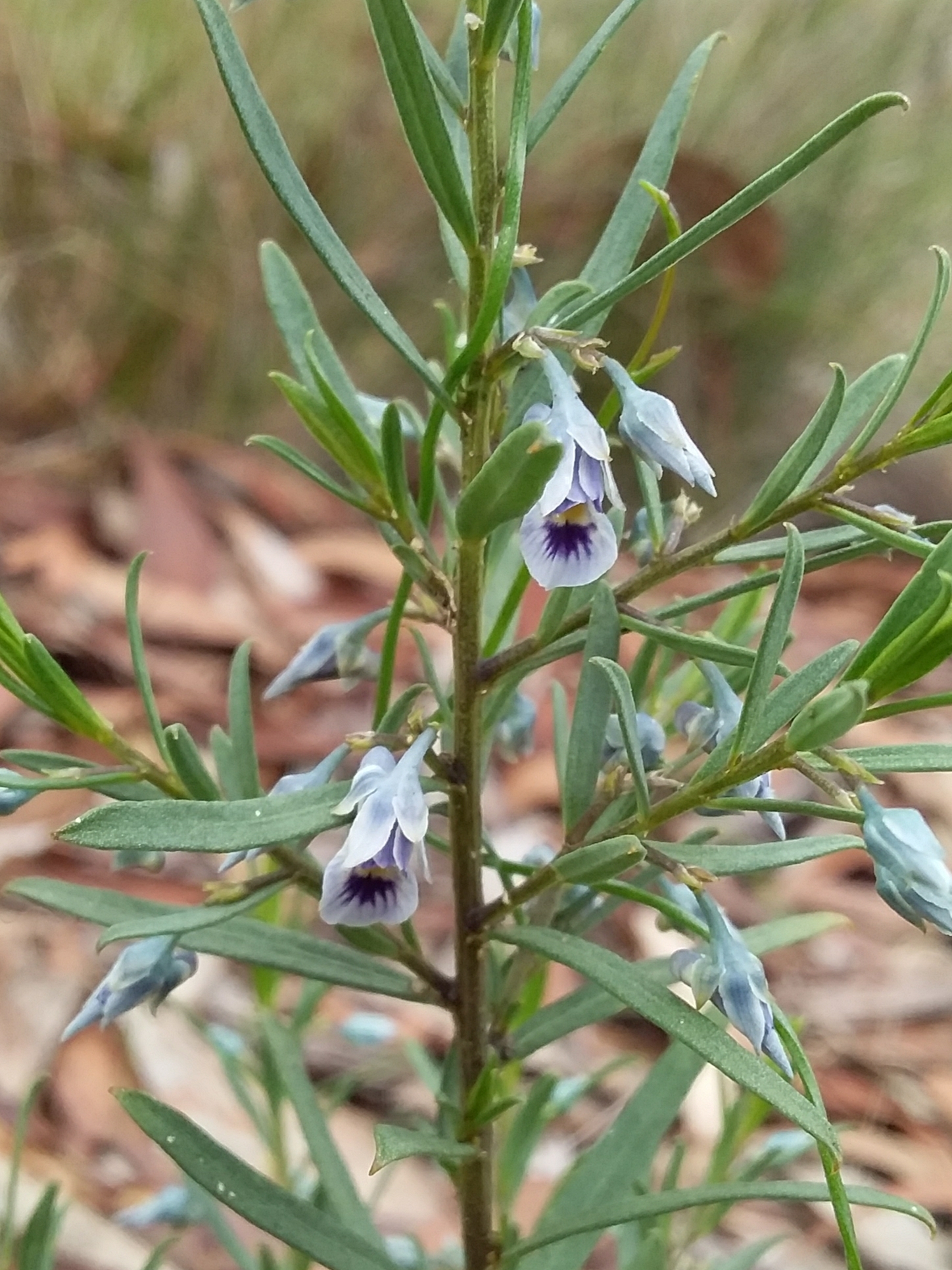 Pigea floribunda (Lindl.) Lindl.
