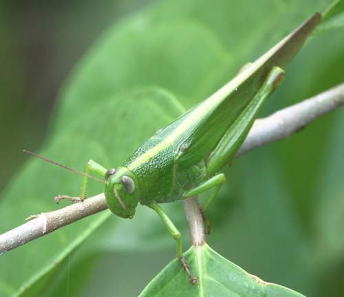 Subspecies Melicodes tenebrosa vittaticollis · iNaturalist