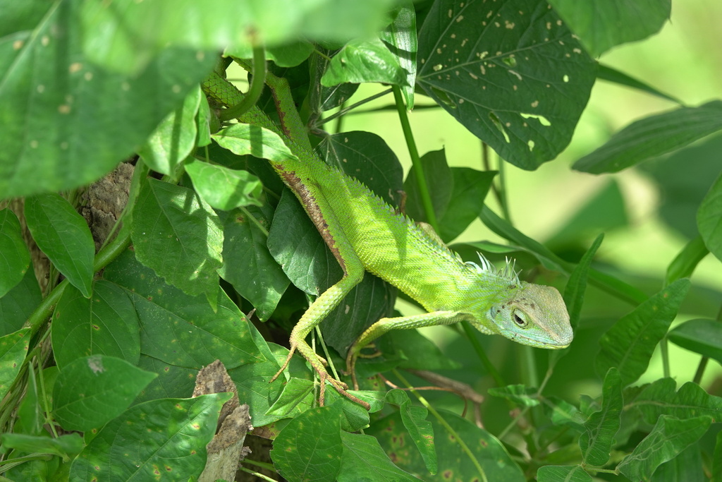 Green Crested Lizard from Goa south 7 (streams), Camarines Sur ...