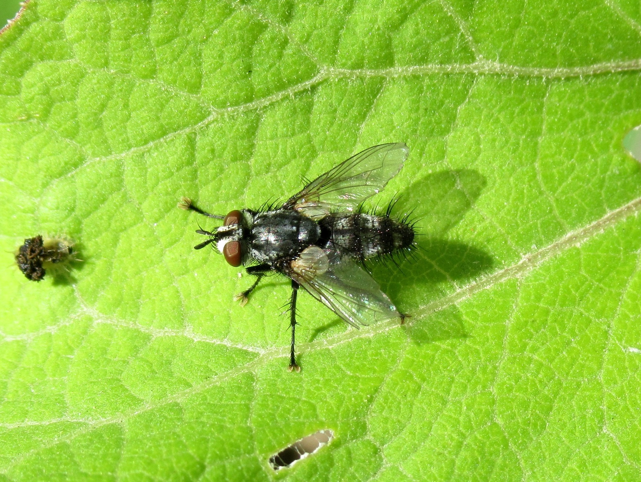 Exorista rustica (Fallén, 1810)