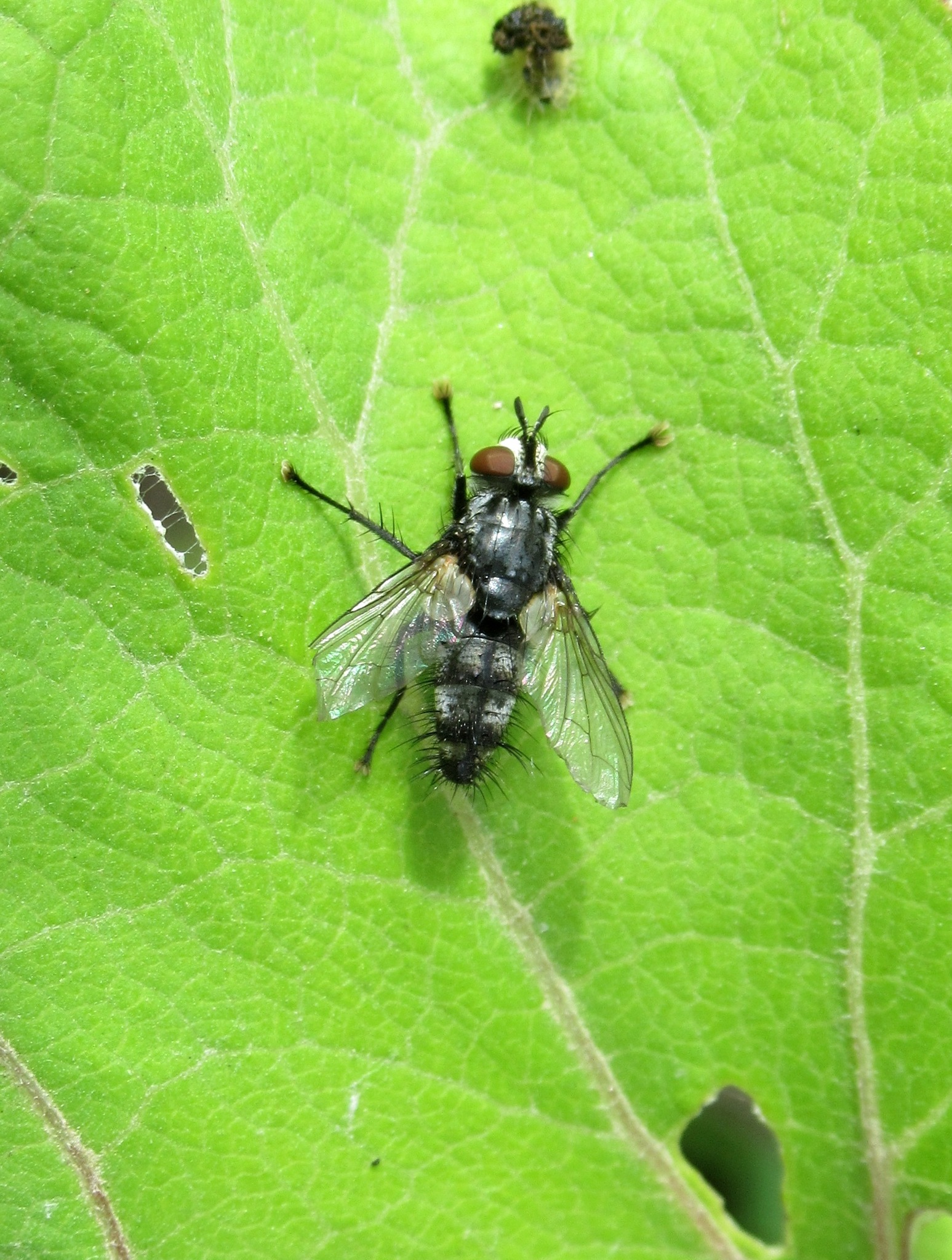 Exorista rustica (Fallén, 1810)