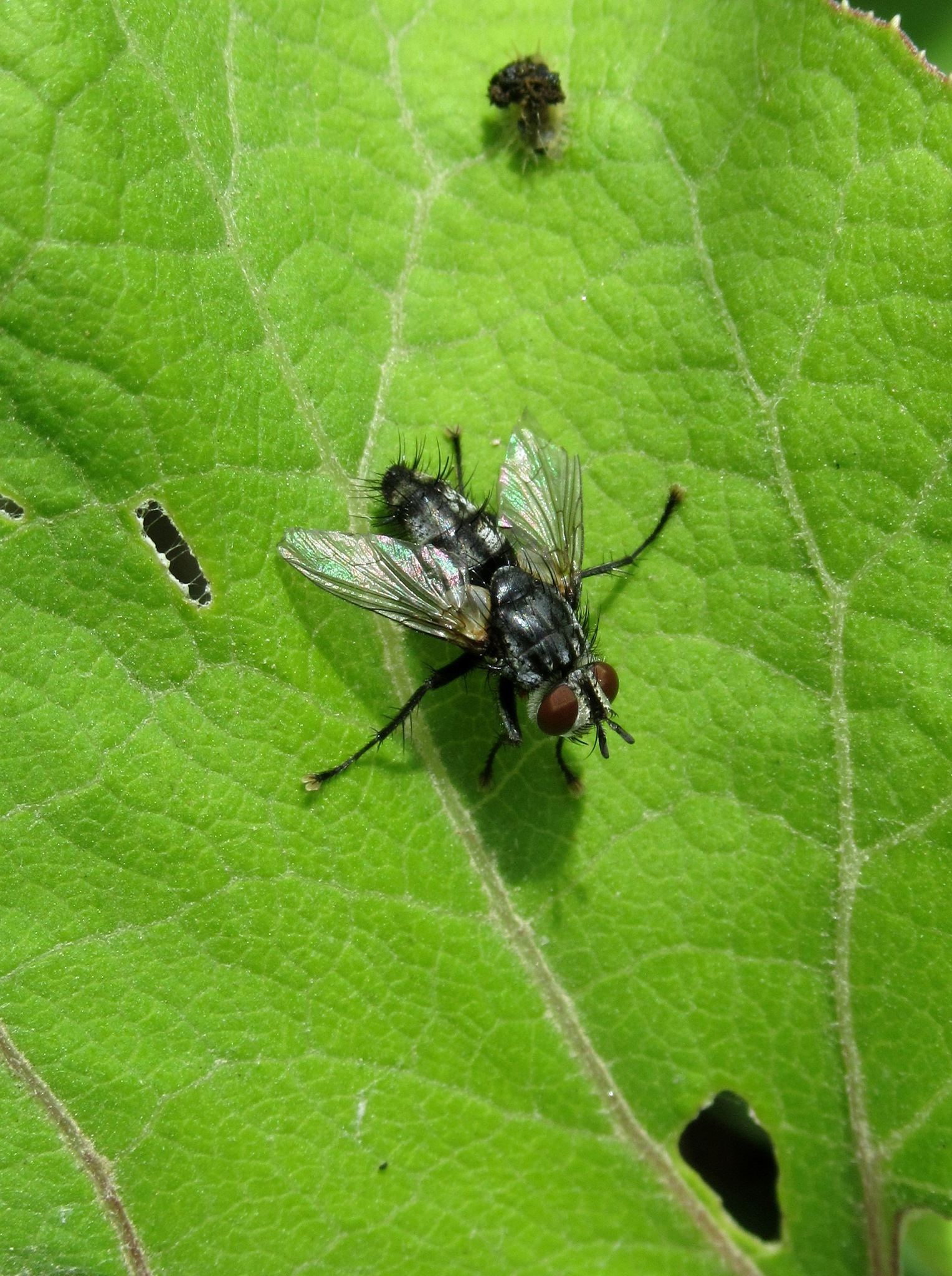 Exorista rustica (Fallén, 1810)