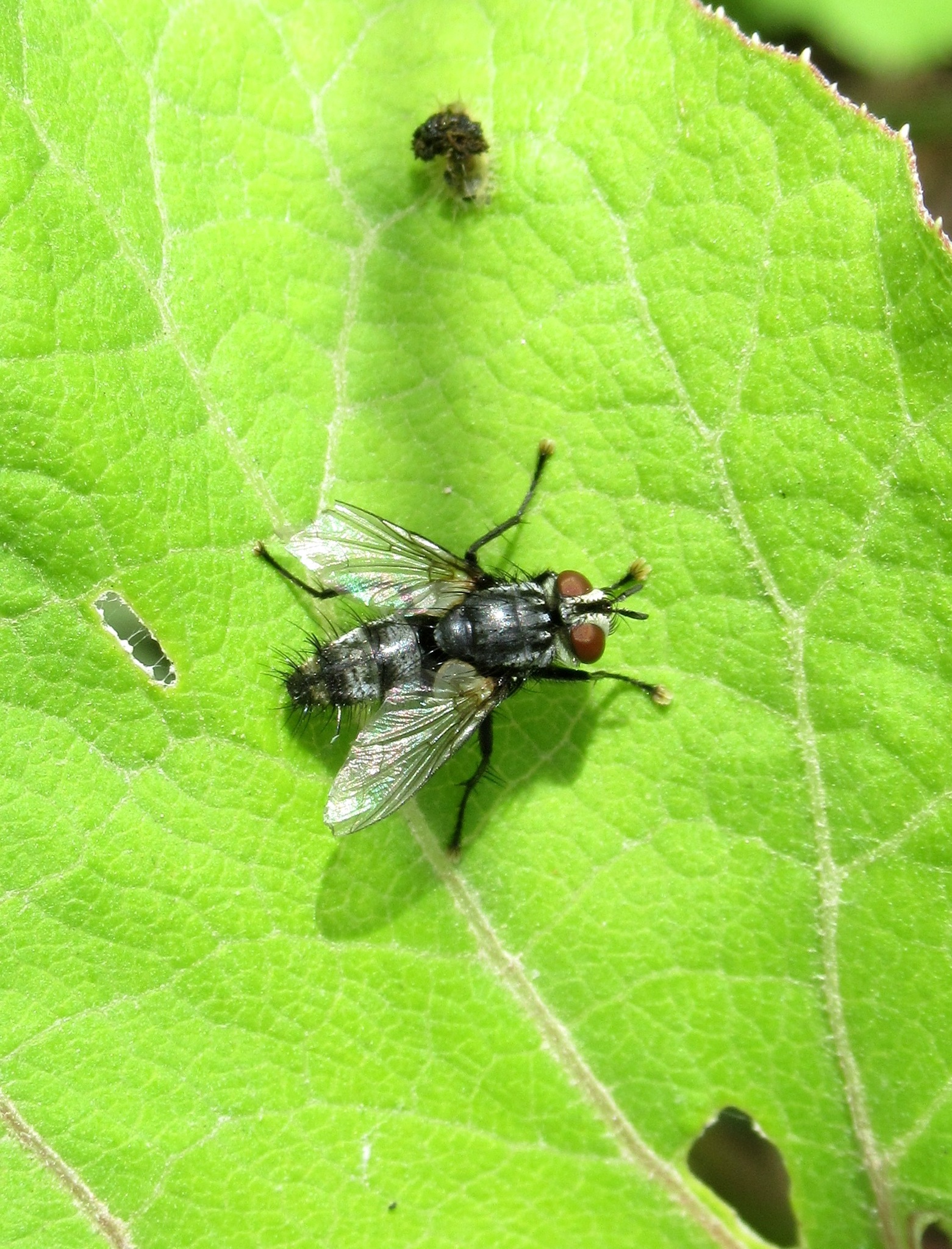 Exorista rustica (Fallén, 1810)