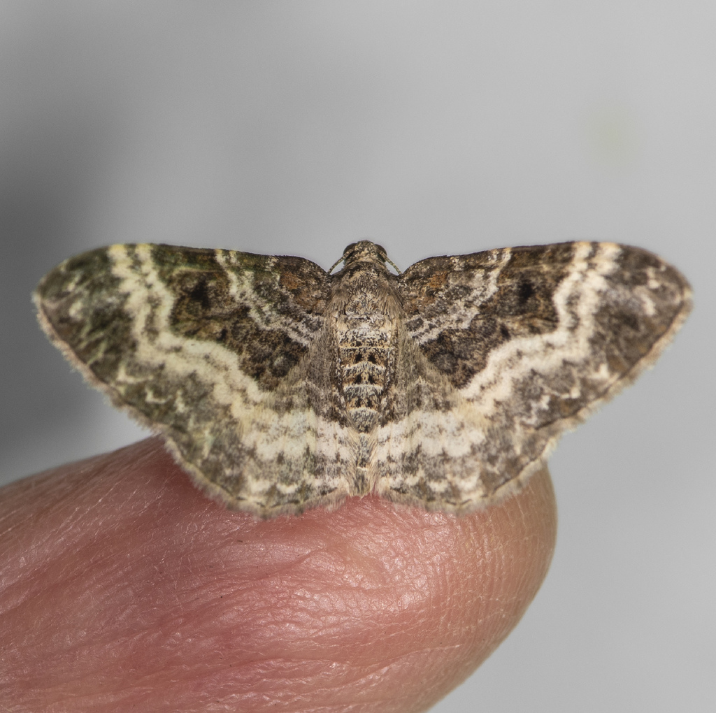 Common Carpet Moth from Greenbrier County, WV, USA on July 11, 2022 at ...
