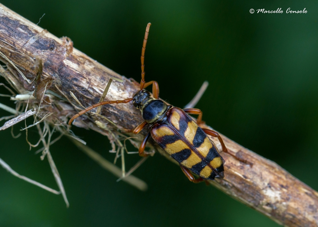 hornet beetle from Treviso, Veneto, IT on June 26, 2015 at 03:25 PM by ...