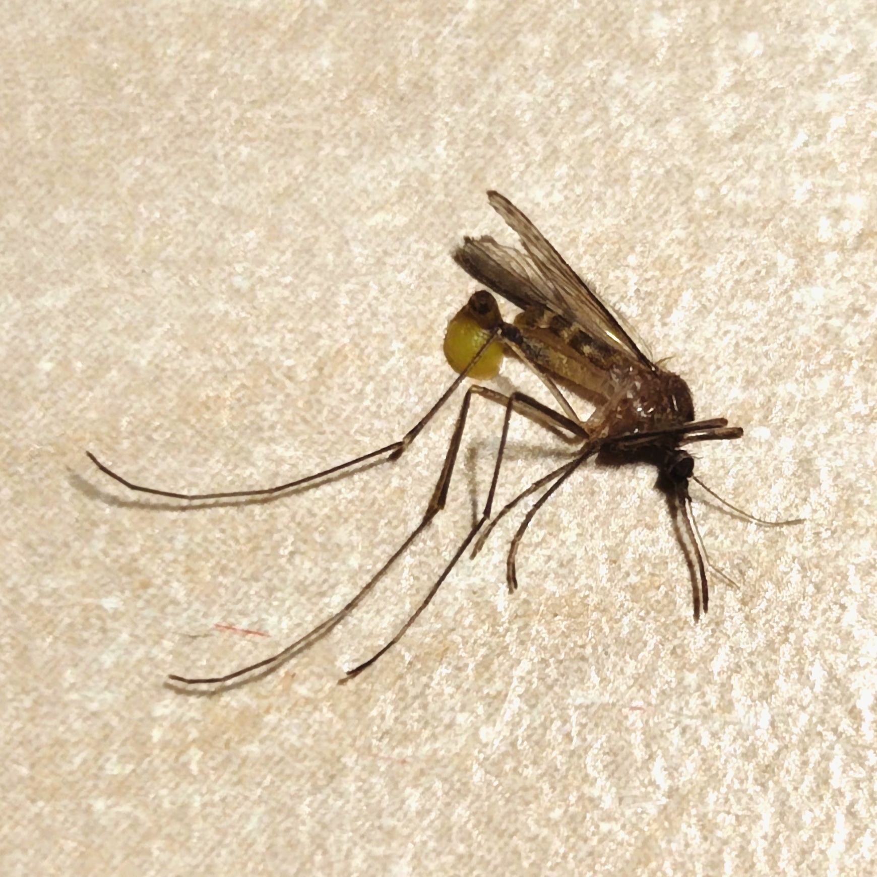 Culex pipiens Linnaeus, 1758