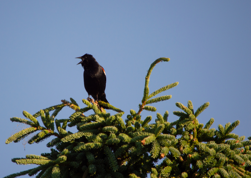 Red-winged Blackbird from Quebec, Canada on July 05, 2022 at 06:30 PM ...