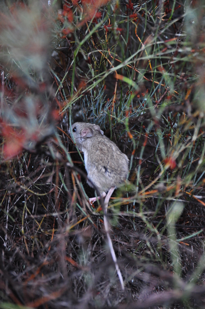 Silky Mouse from Nhill VIC 3418, Australia on October 19, 2017 at 07:49 ...