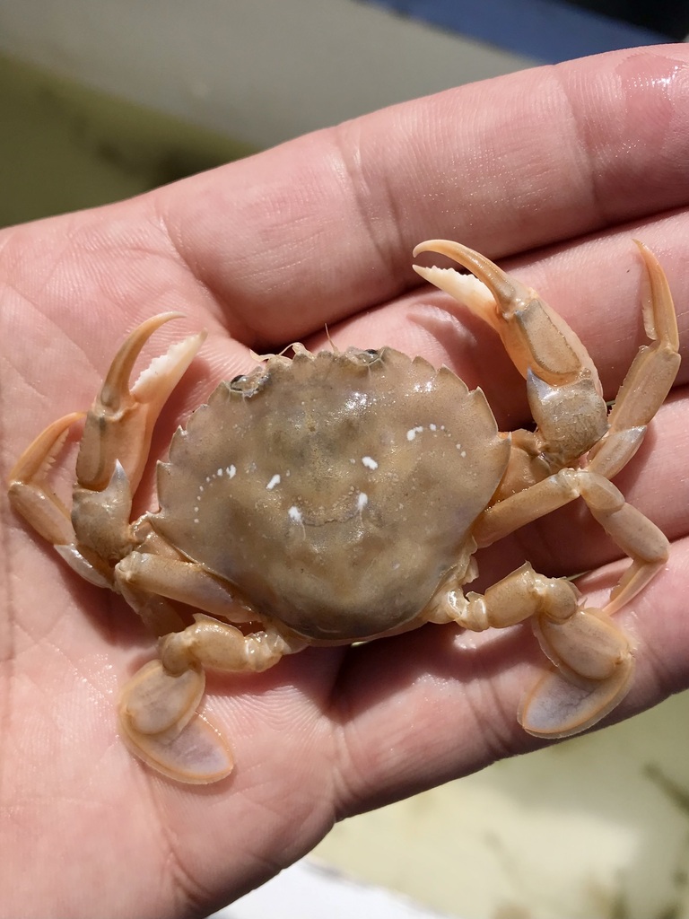 Flying Crab from Texel, Netherlands on July 08, 2022 at 03:07 PM by ...