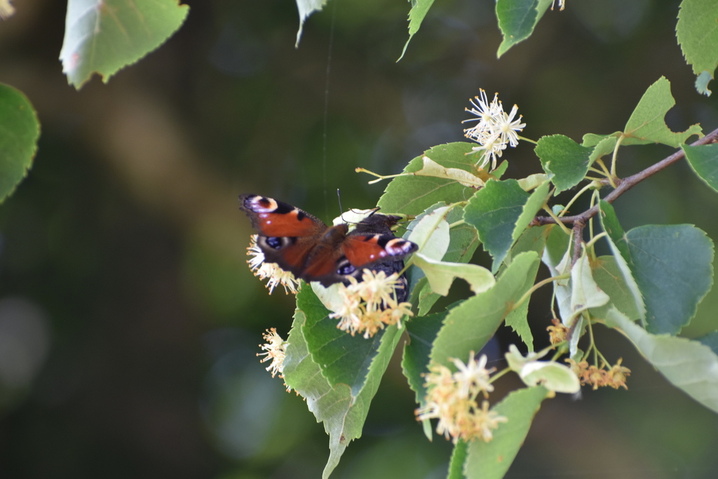 European Peacock Butterfly from Le Mériot, France on June 19, 2022 at ...
