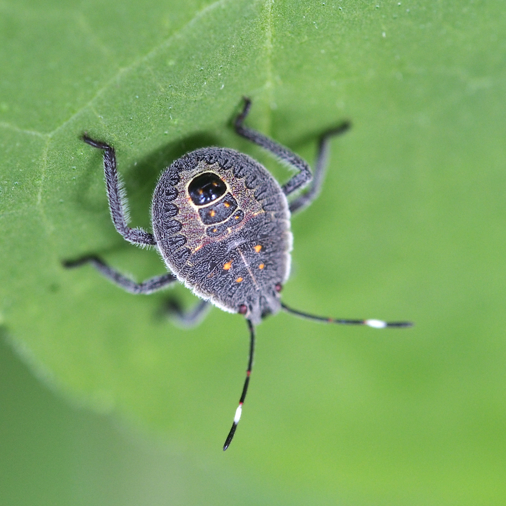 Yellow-spotted Stink Bug from Chuo Ward, Sagamihara, Kanagawa, Japan on ...