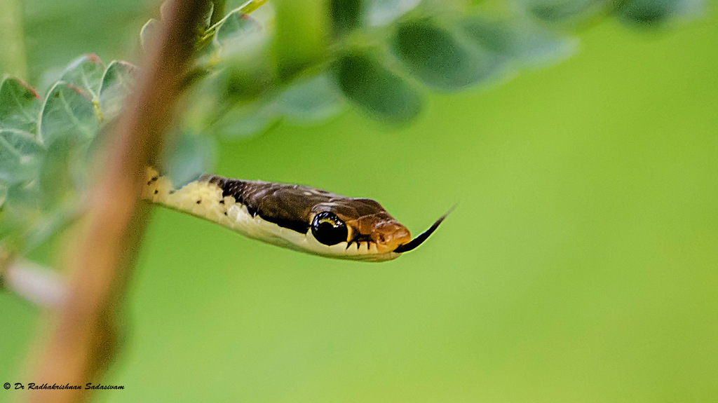 Common Bronzeback Tree Snake (Dendrelaphis tristis) - Snakes and Lizards