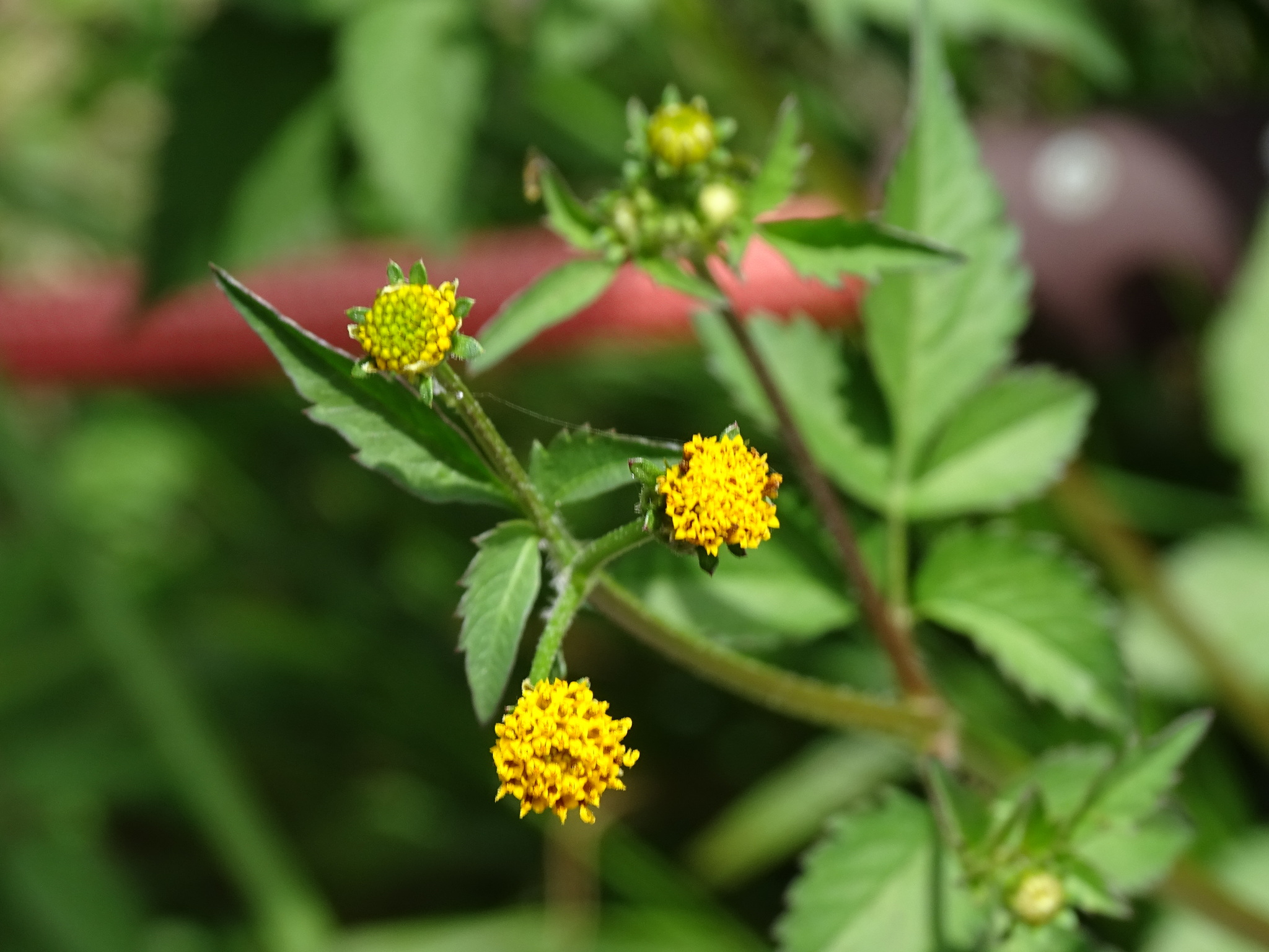 Bidens pilosa var. pilosa