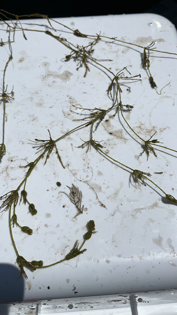 muskgrass from Trent Lakes on July 14, 2022 at 01:53 PM by janet1957 ...